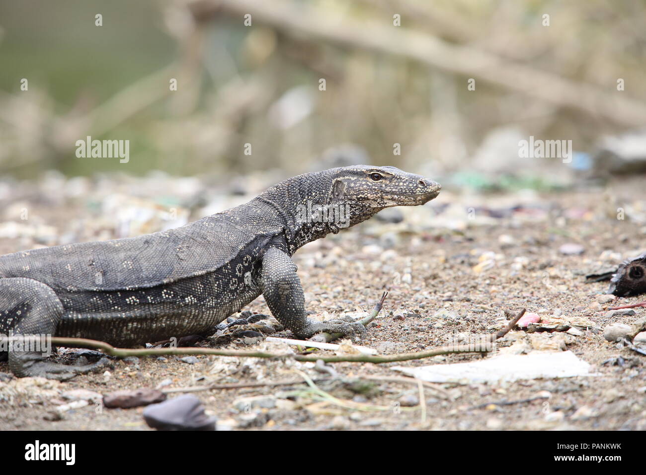 Common water monitor (Varanus salvator macromaculatus) in Sabah, Borneo ...