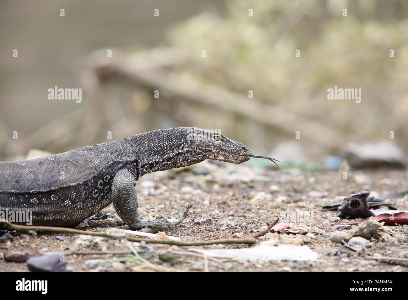 Common water monitor (Varanus salvator macromaculatus) in Sabah, Borneo ...