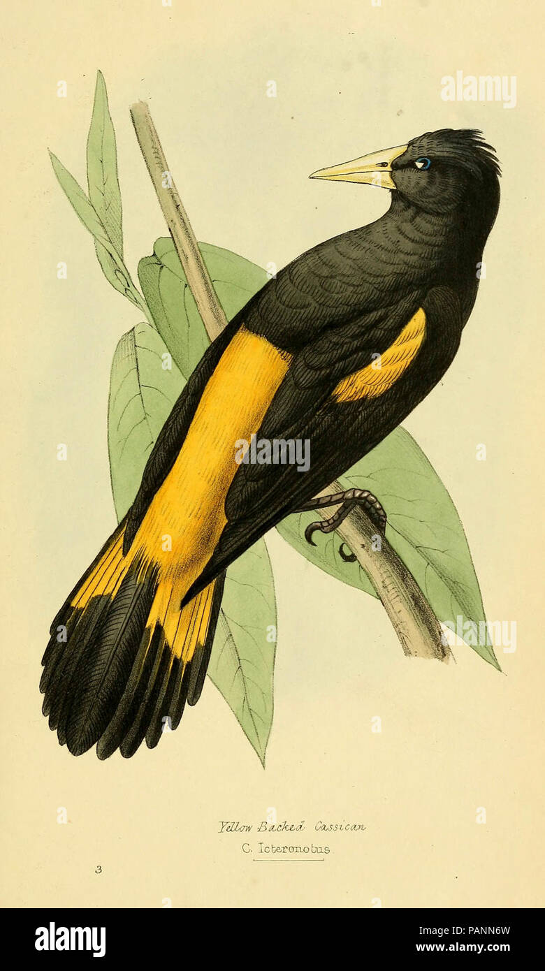 A selection of the birds of Brazil and Mexico : the drawings London :H ...