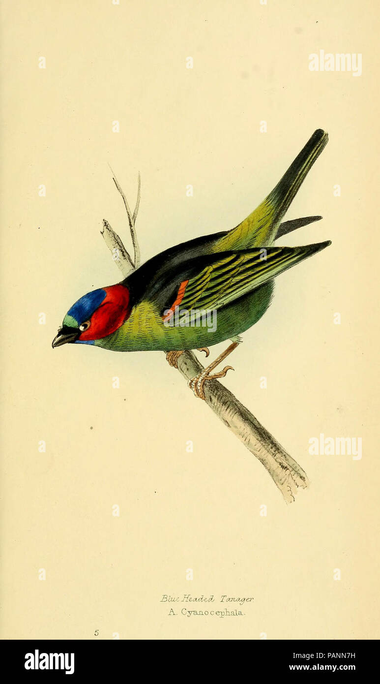 A selection of the birds of Brazil and Mexico : the drawings London :H ...