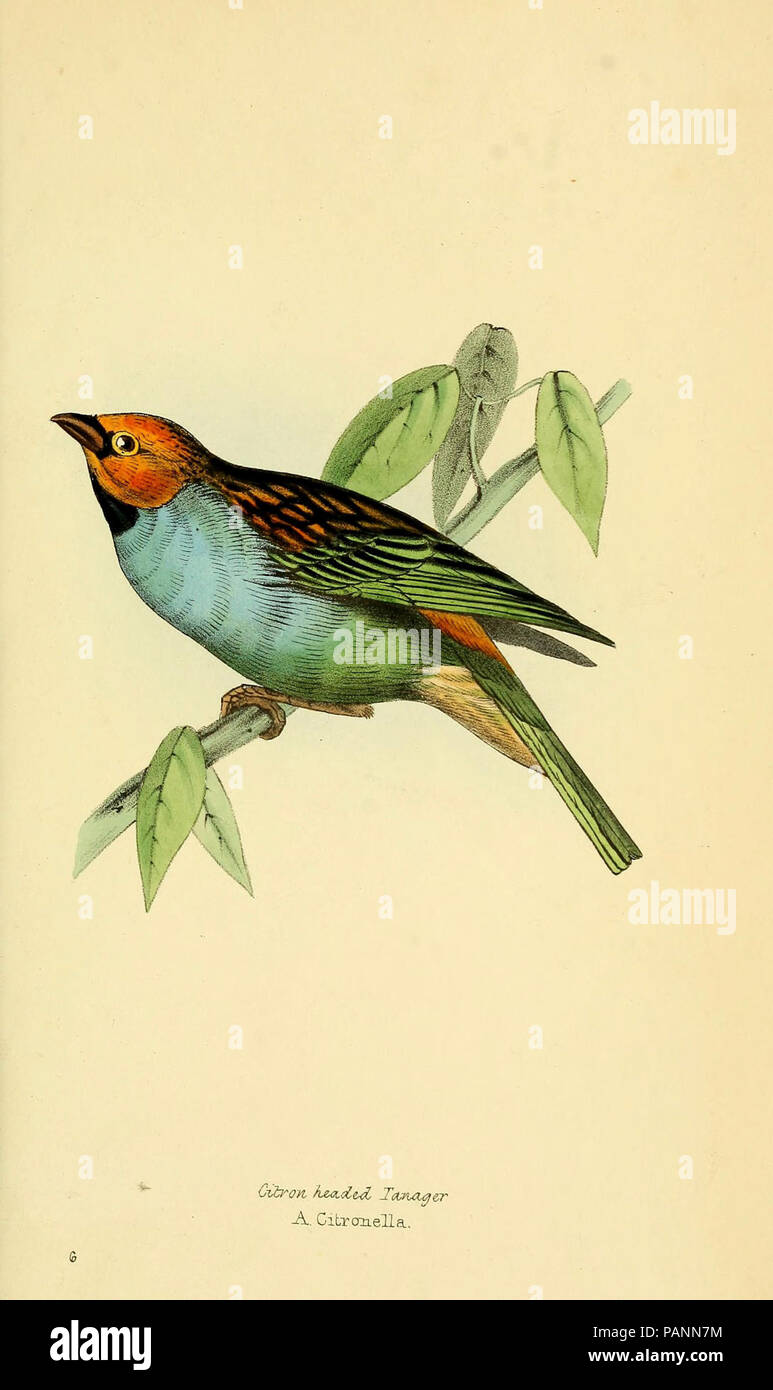 A selection of the birds of Brazil and Mexico : the drawings London :H ...