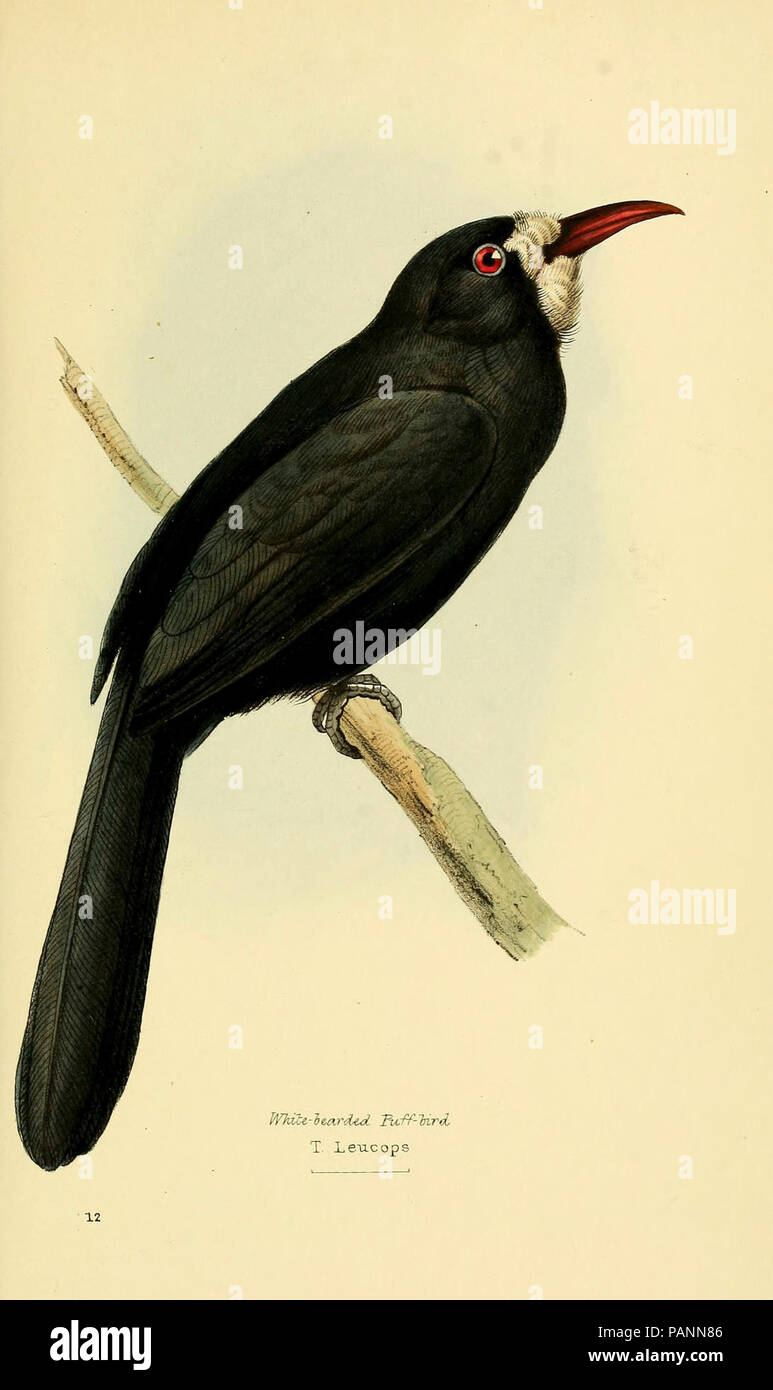 A selection of the birds of Brazil and Mexico : the drawings London :H ...