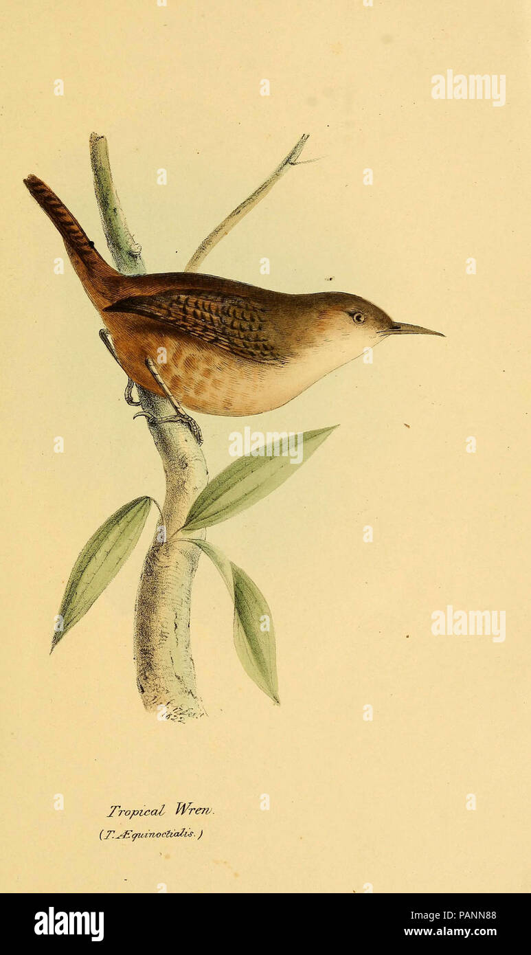 A selection of the birds of Brazil and Mexico : the drawings London :H ...