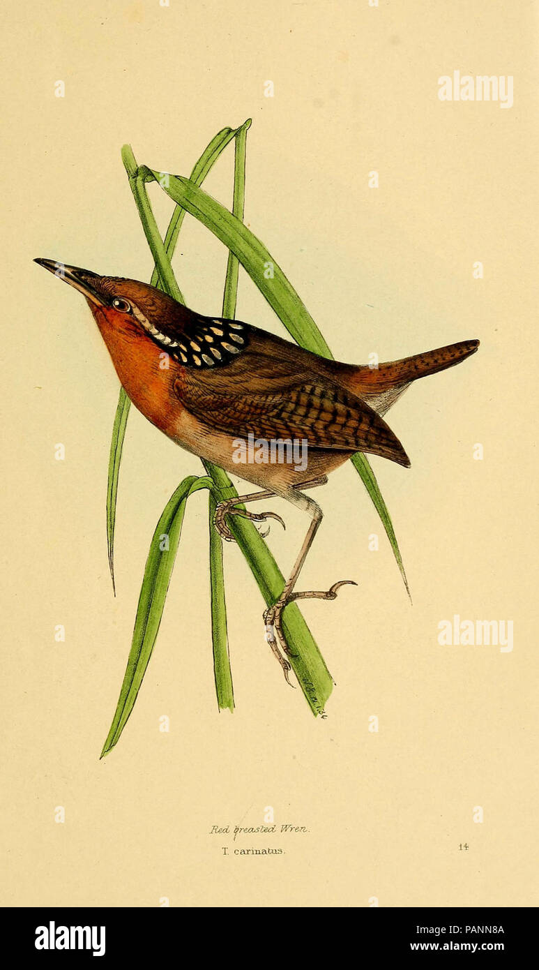 A selection of the birds of Brazil and Mexico : the drawings London :H ...