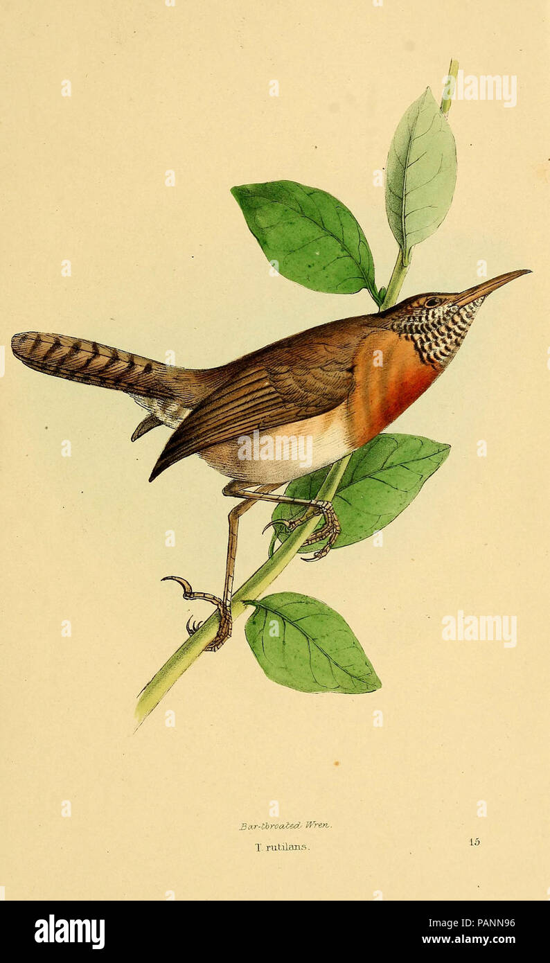 A selection of the birds of Brazil and Mexico : the drawings London :H ...