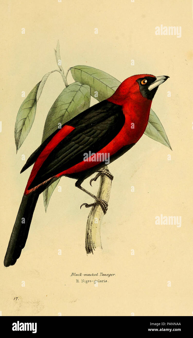 A selection of the birds of Brazil and Mexico : the drawings London :H ...