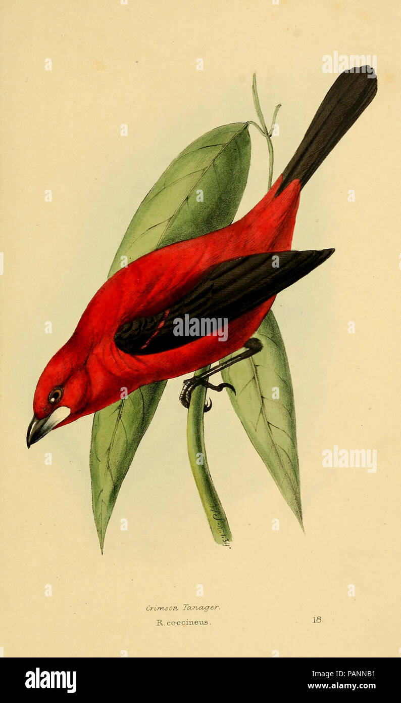 A selection of the birds of Brazil and Mexico : the drawings London :H ...