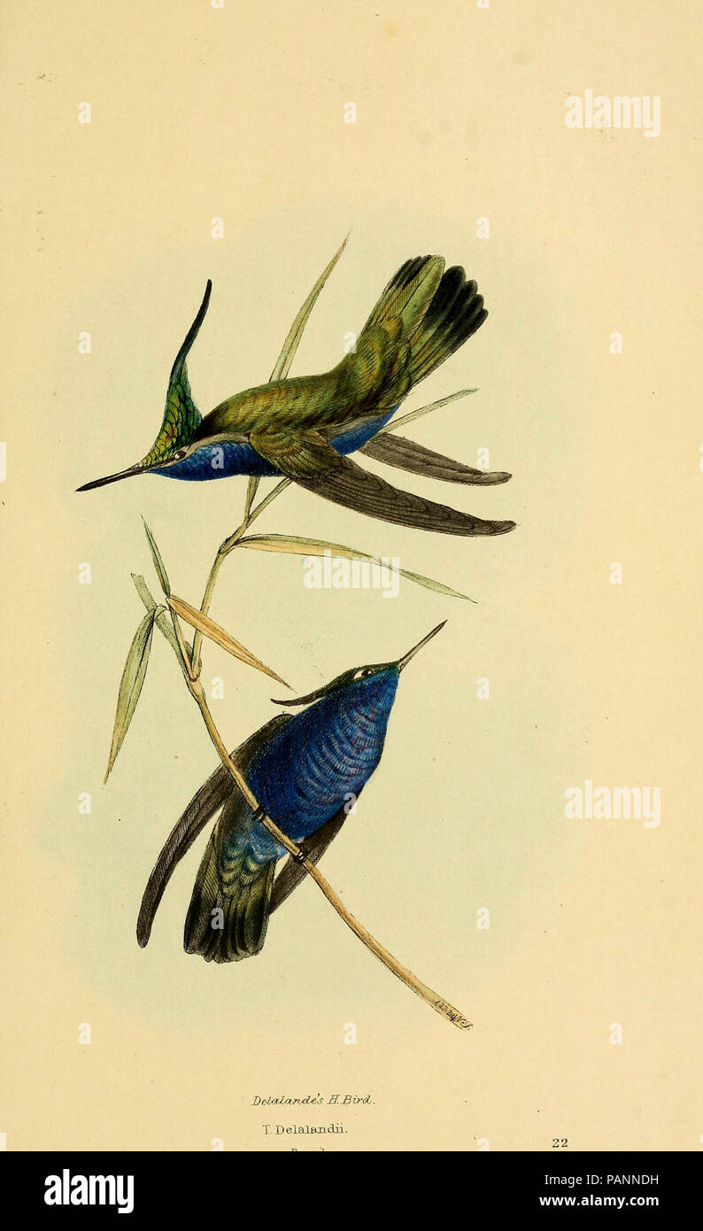 A selection of the birds of Brazil and Mexico : the drawings London :H ...