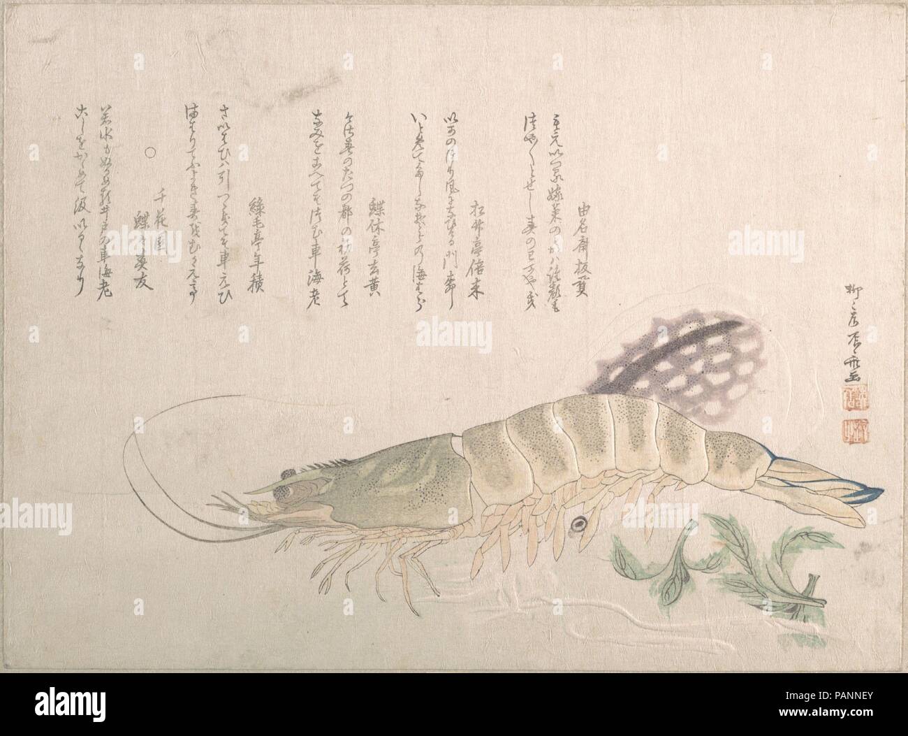 Shrimp and Cuttlefish. Artist: Ryuryukyo Shinsai (Japanese, active ca ...