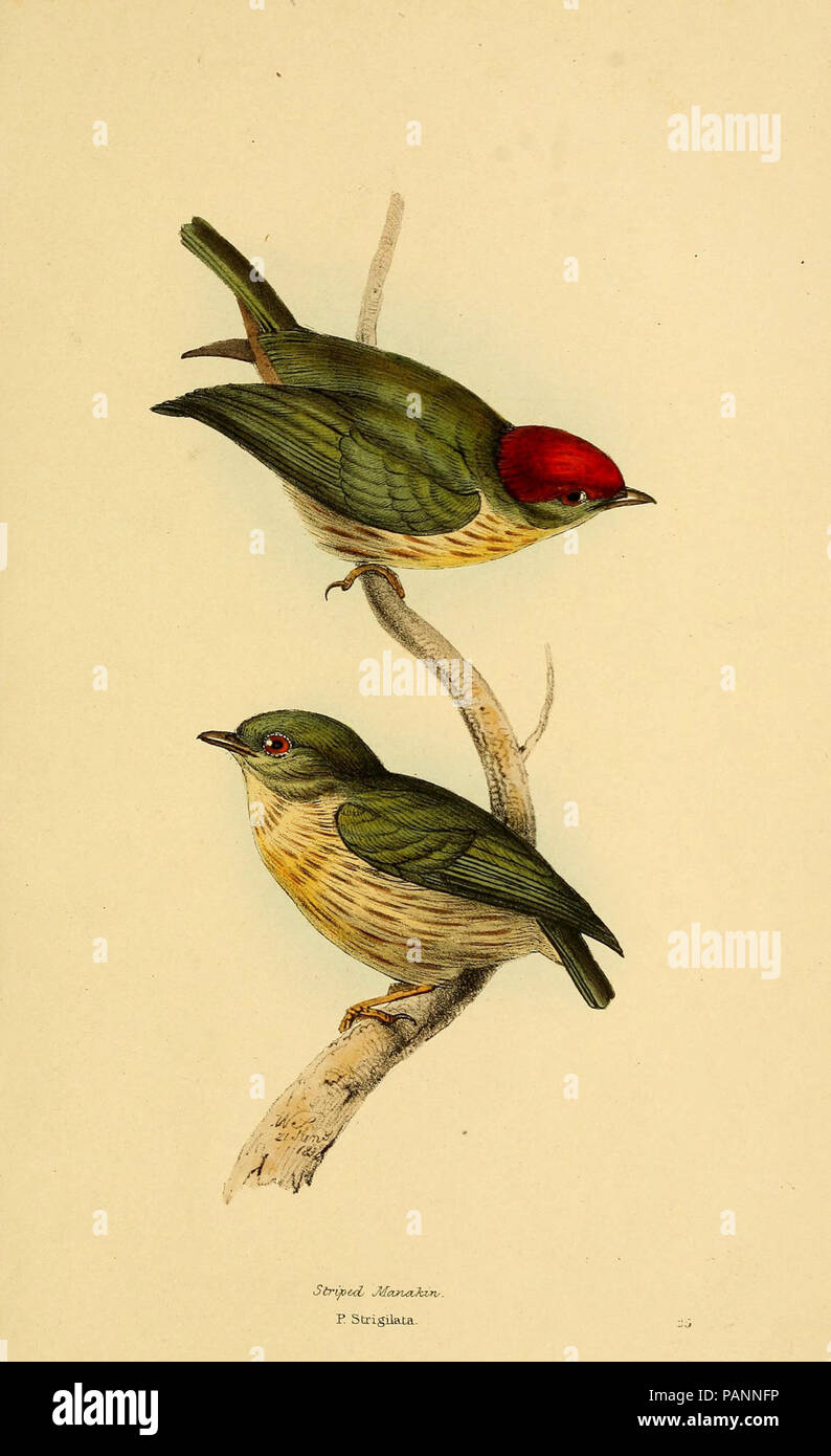 A selection of the birds of Brazil and Mexico : the drawings London :H ...