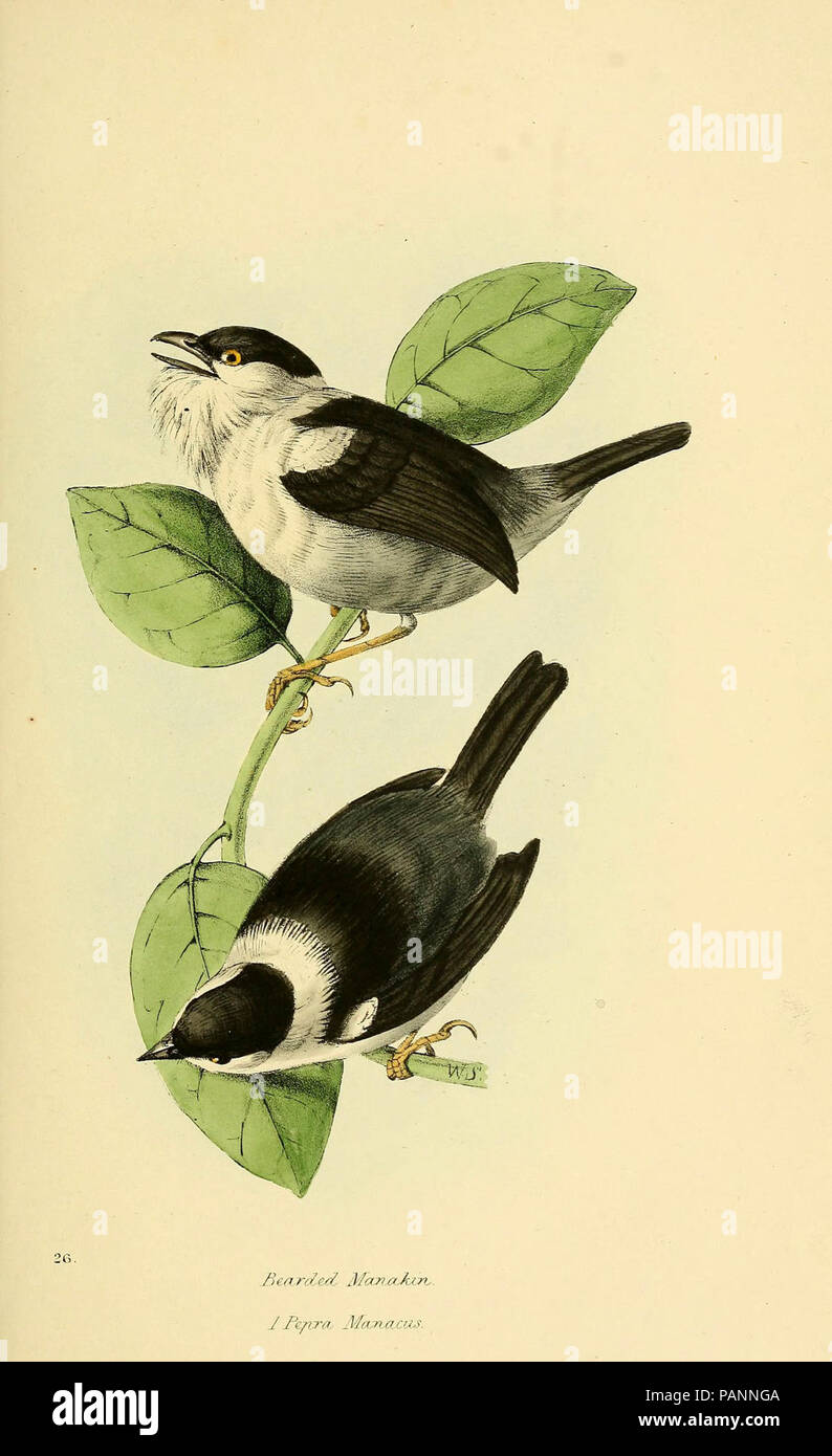 A selection of the birds of Brazil and Mexico : the drawings London :H ...