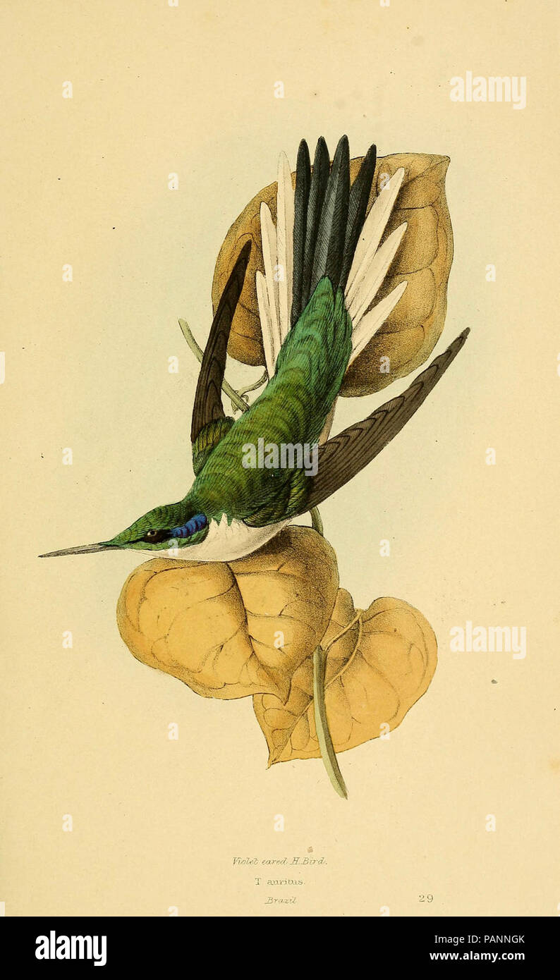A selection of the birds of Brazil and Mexico : the drawings London :H ...