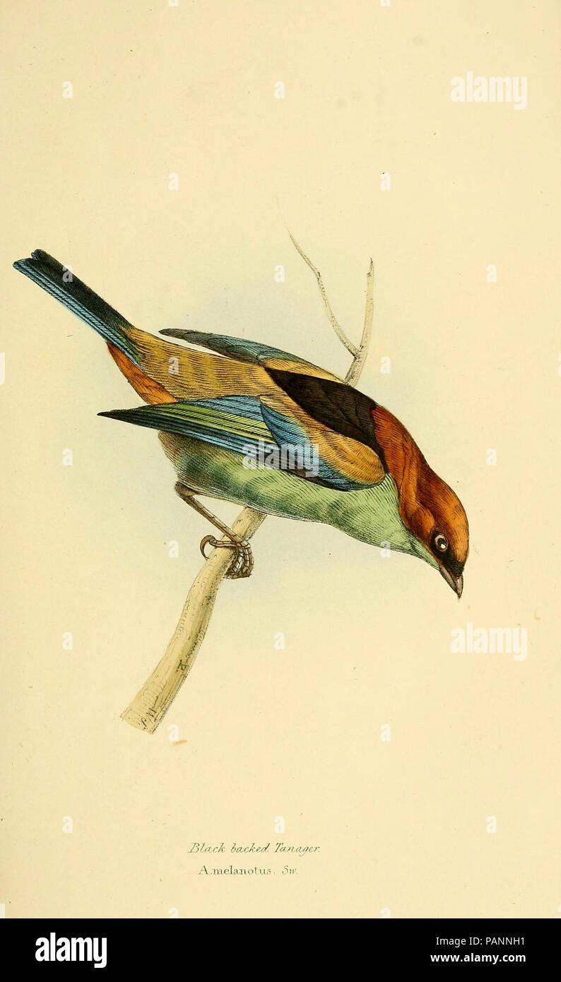 A selection of the birds of Brazil and Mexico : the drawings London :H ...