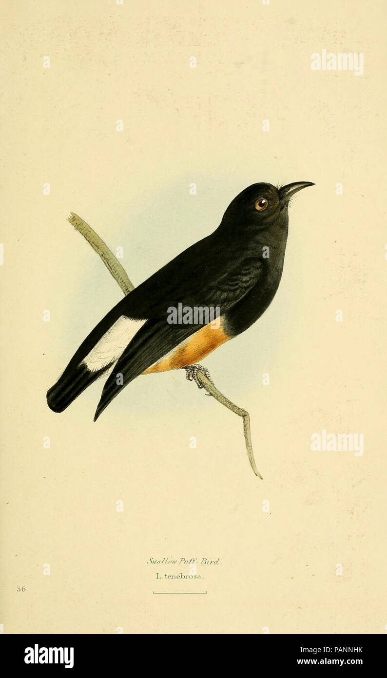 A selection of the birds of Brazil and Mexico : the drawings London :H ...