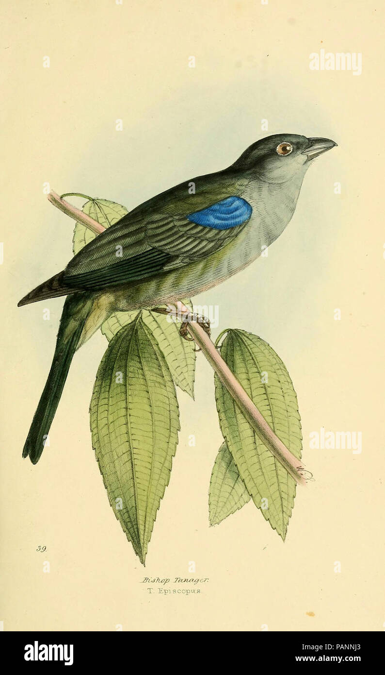 A selection of the birds of Brazil and Mexico : the drawings London :H ...