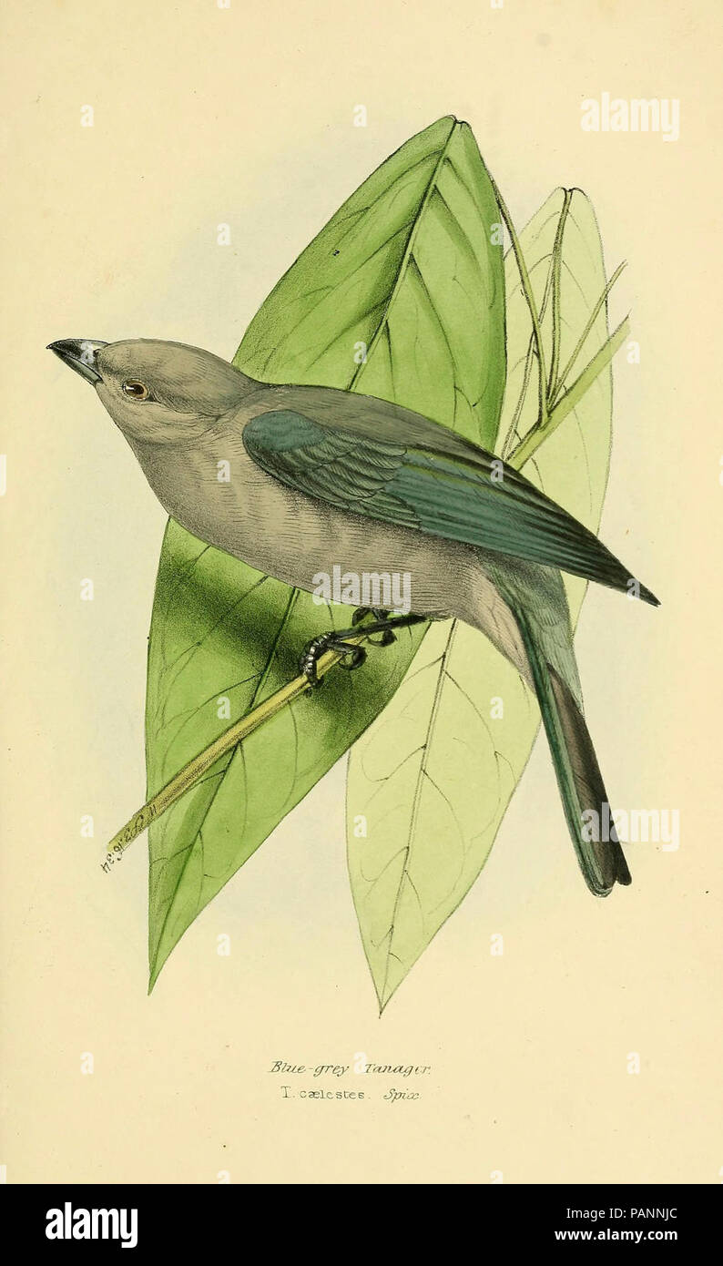 A selection of the birds of Brazil and Mexico : the drawings London :H ...