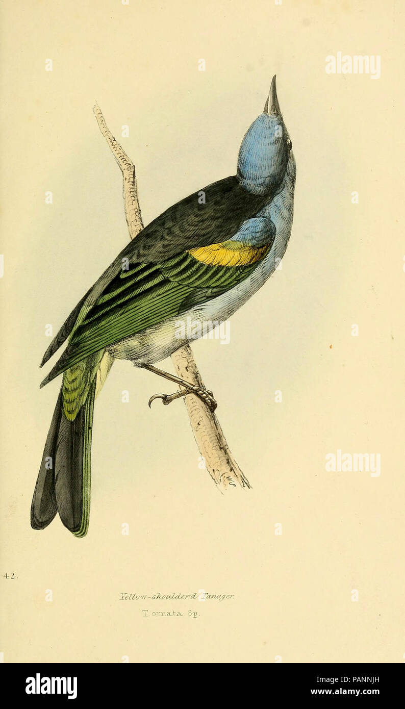 A selection of the birds of Brazil and Mexico : the drawings London :H ...