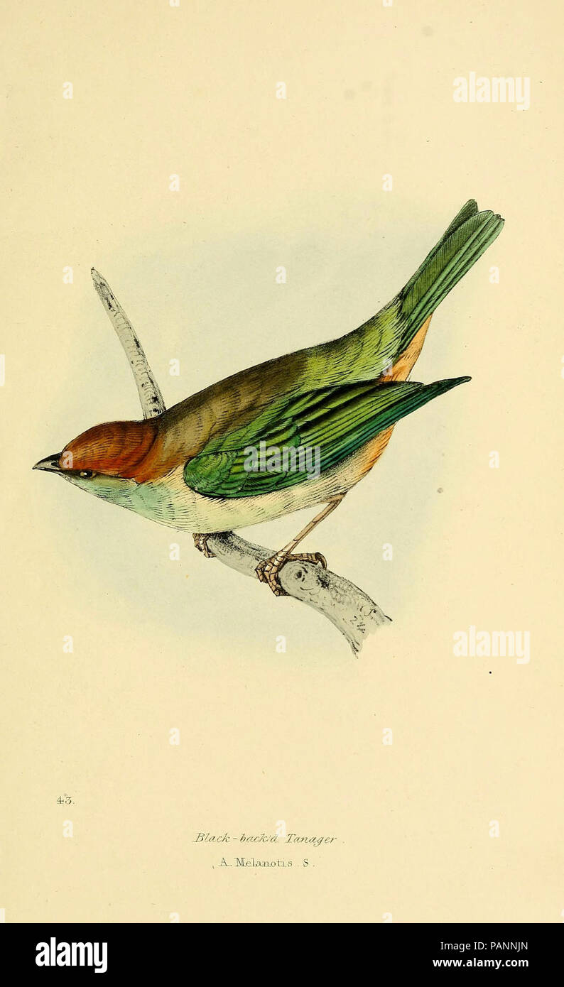 A selection of the birds of Brazil and Mexico : the drawings London :H ...
