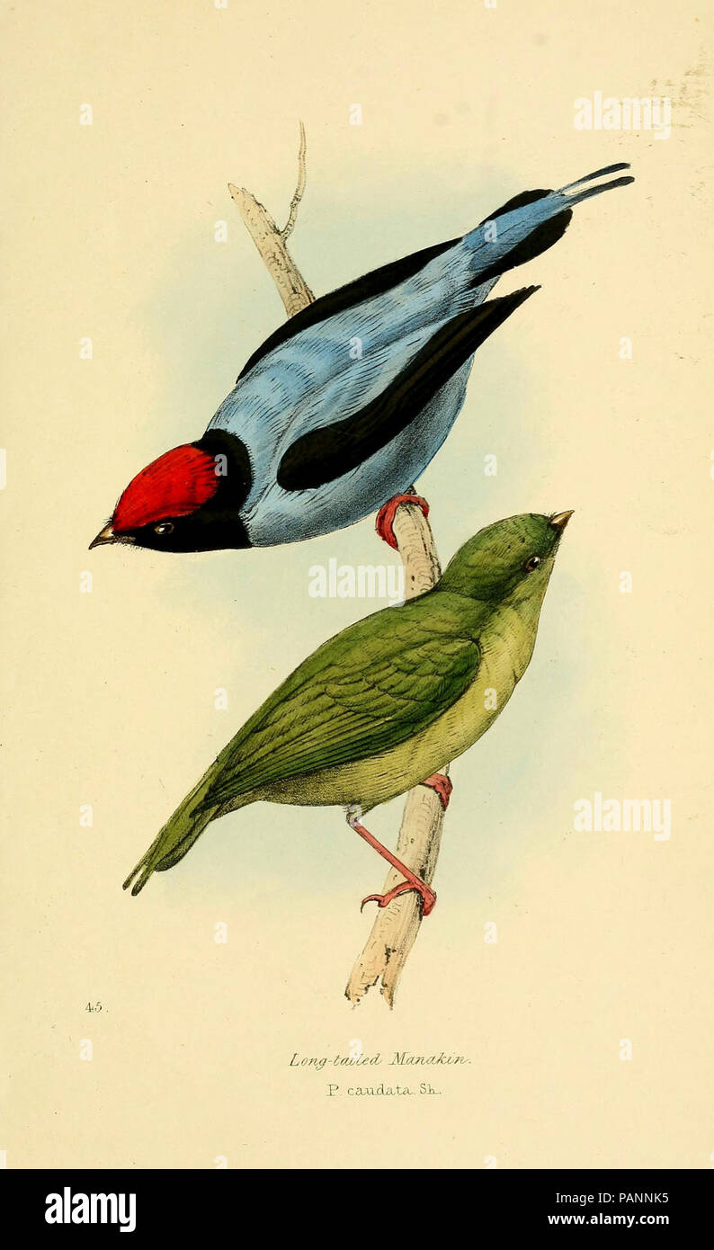 A selection of the birds of Brazil and Mexico : the drawings London :H ...