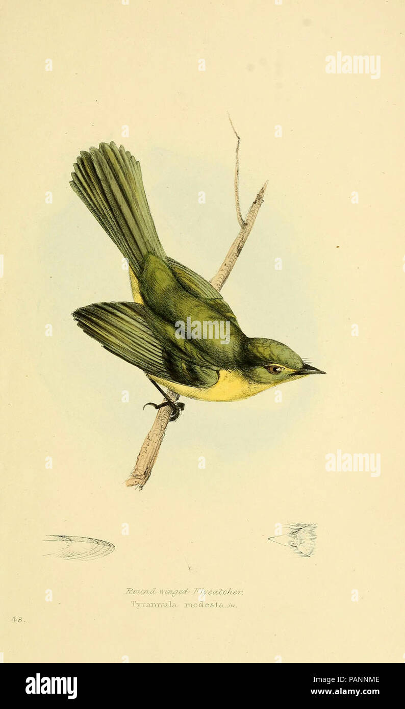 A selection of the birds of Brazil and Mexico : the drawings London :H ...