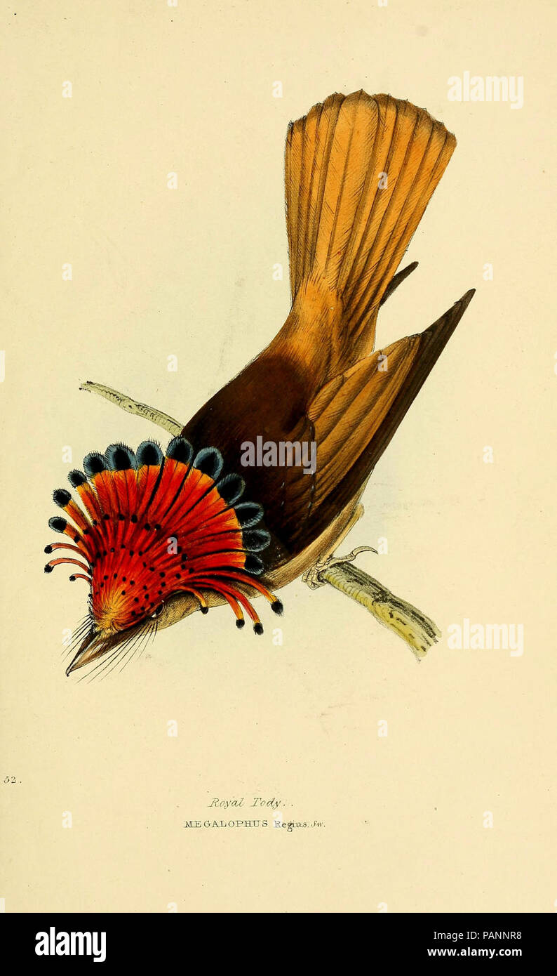Vintage drawings of birds hi-res stock photography and images - Alamy