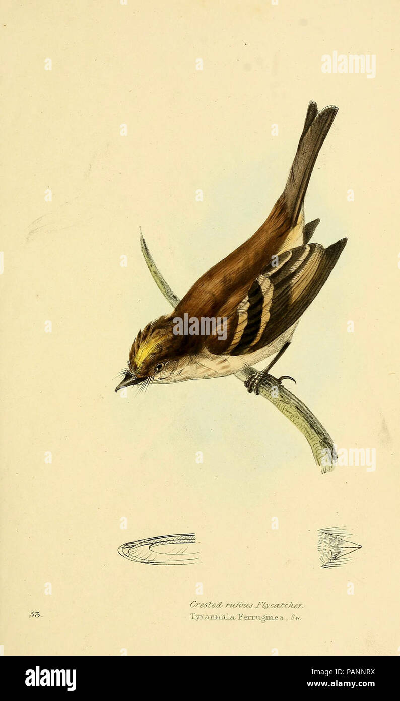 A selection of the birds of Brazil and Mexico : the drawings London :H ...