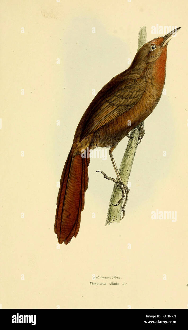 A selection of the birds of Brazil and Mexico : the drawings London :H ...