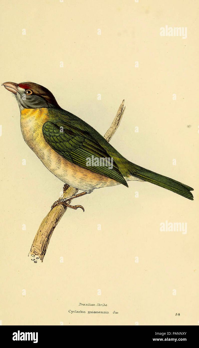 A selection of the birds of Brazil and Mexico : the drawings London :H ...
