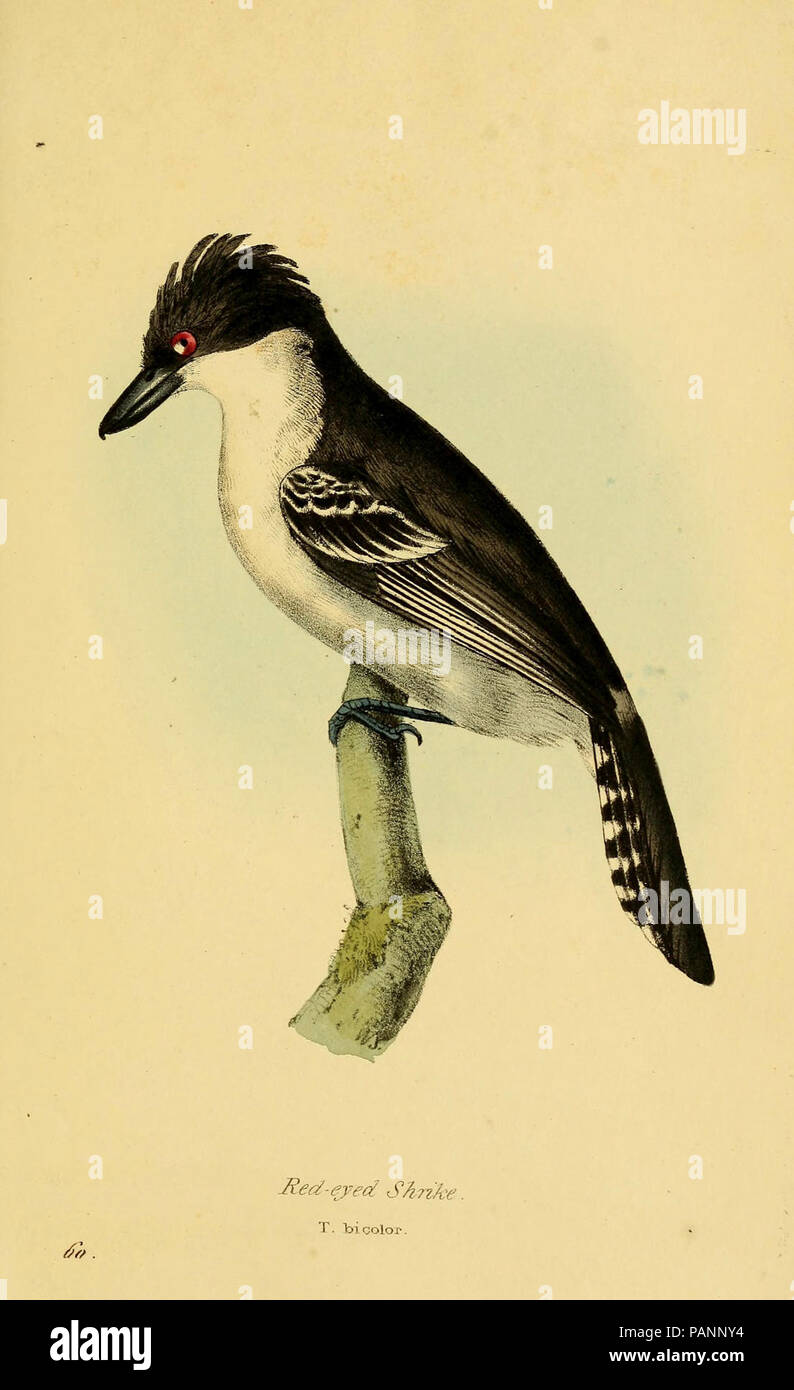 A selection of the birds of Brazil and Mexico : the drawings London :H ...
