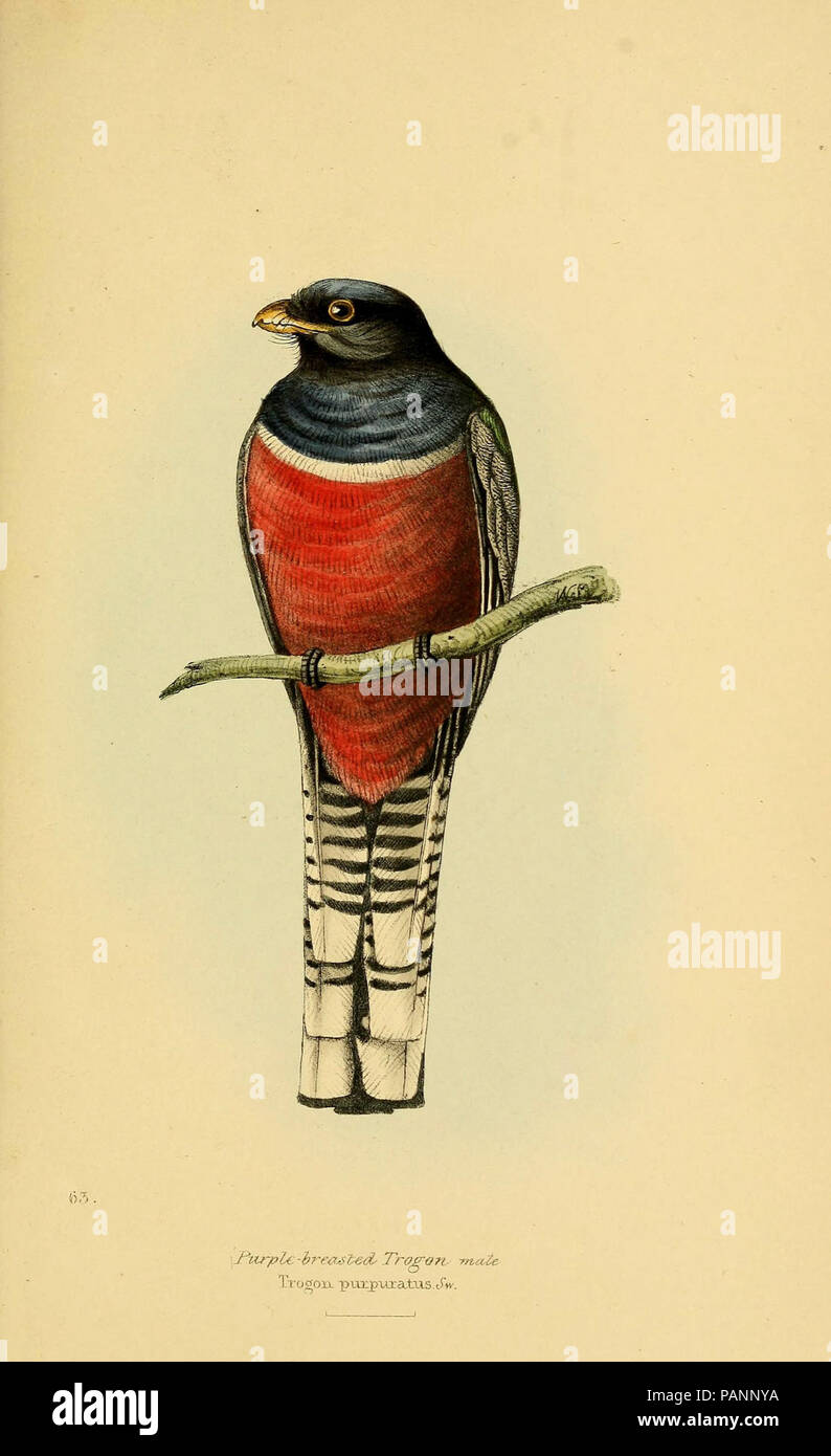 A selection of the birds of Brazil and Mexico : the drawings London :H ...