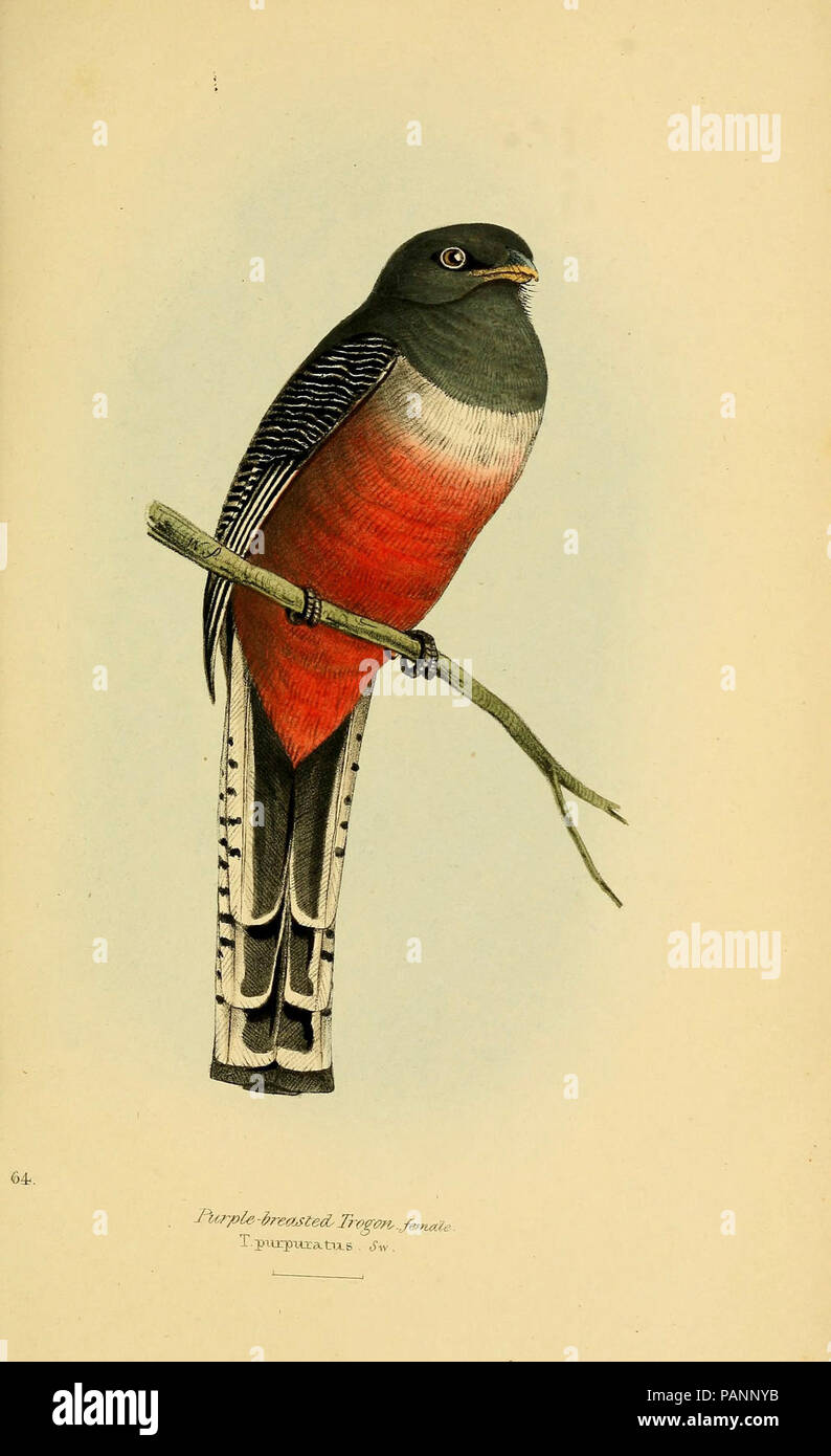 A selection of the birds of Brazil and Mexico : the drawings London :H ...
