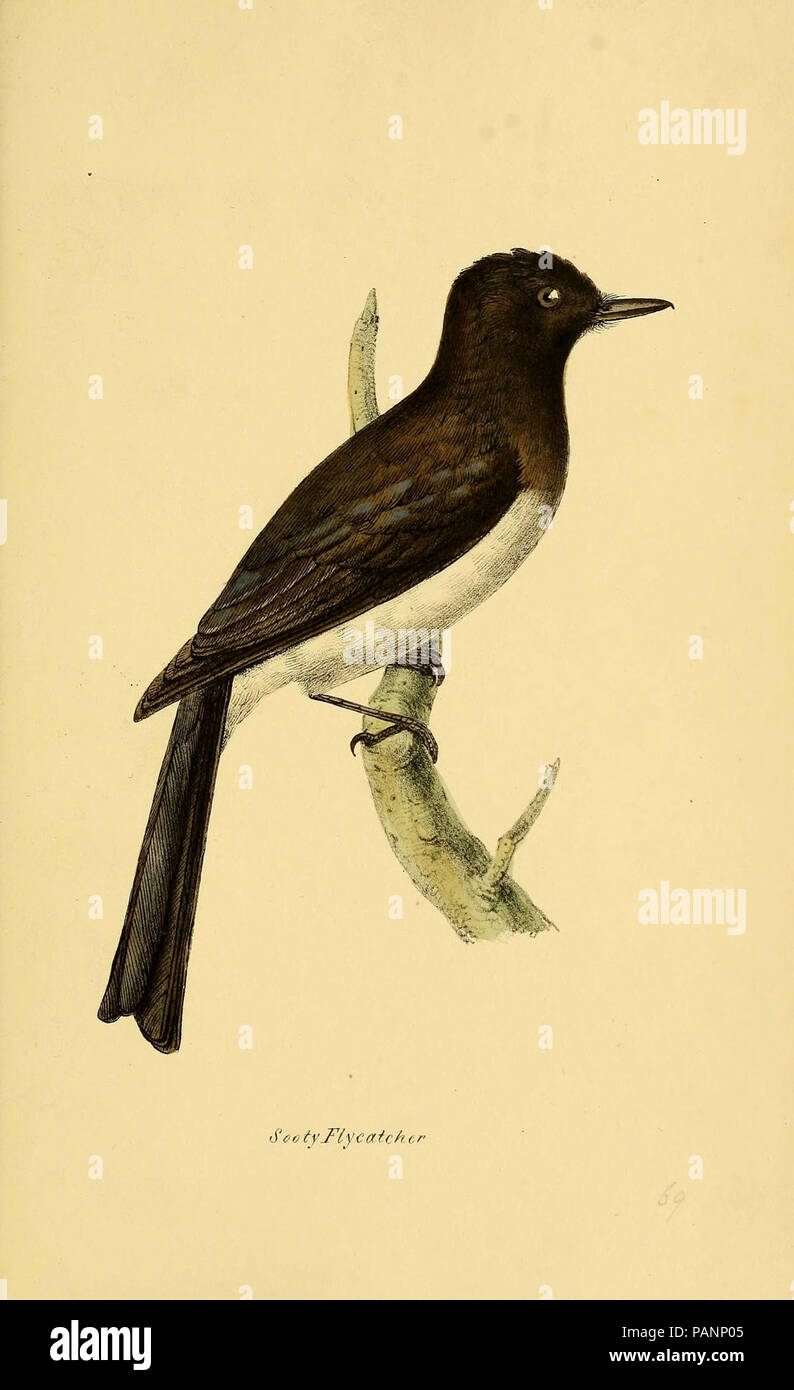 A selection of the birds of Brazil and Mexico : the drawings London :H ...
