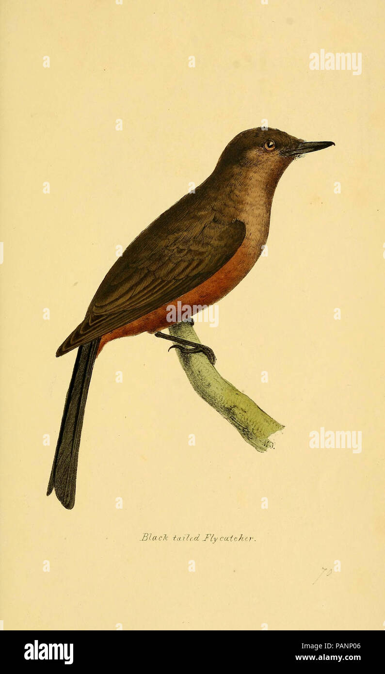 A selection of the birds of Brazil and Mexico : the drawings London :H ...