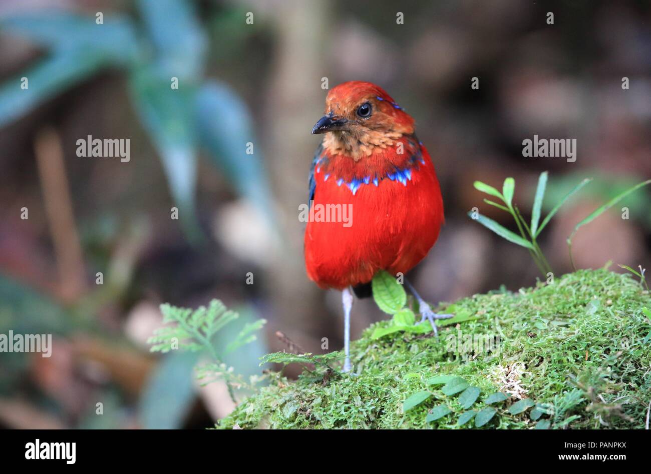 Blue-banded Pitta (Erythropitta arquata) in Sabah, Borneo,Malaysia ...