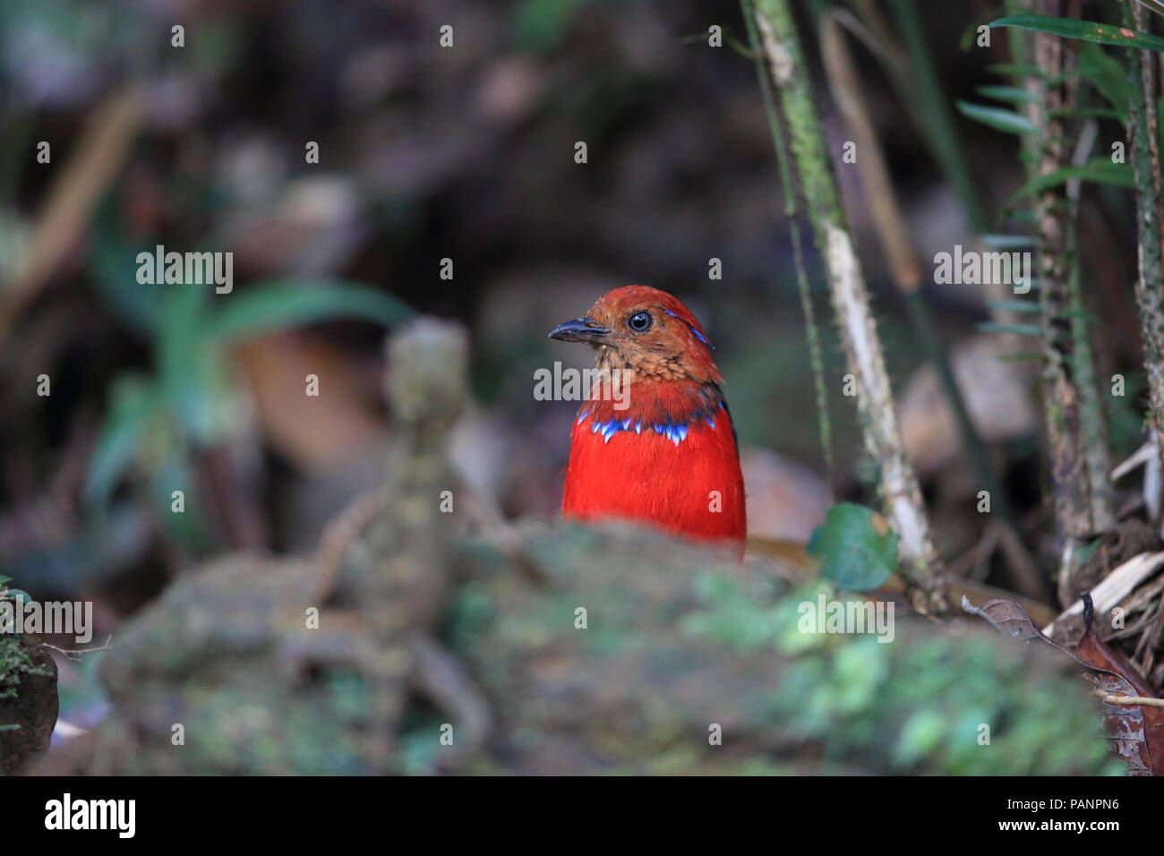 Blue-banded Pitta (Erythropitta arquata) in Sabah, Borneo,Malaysia ...