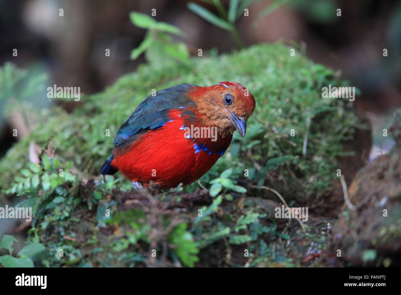 Blue-banded Pitta (Erythropitta arquata) in Sabah, Borneo,Malaysia ...