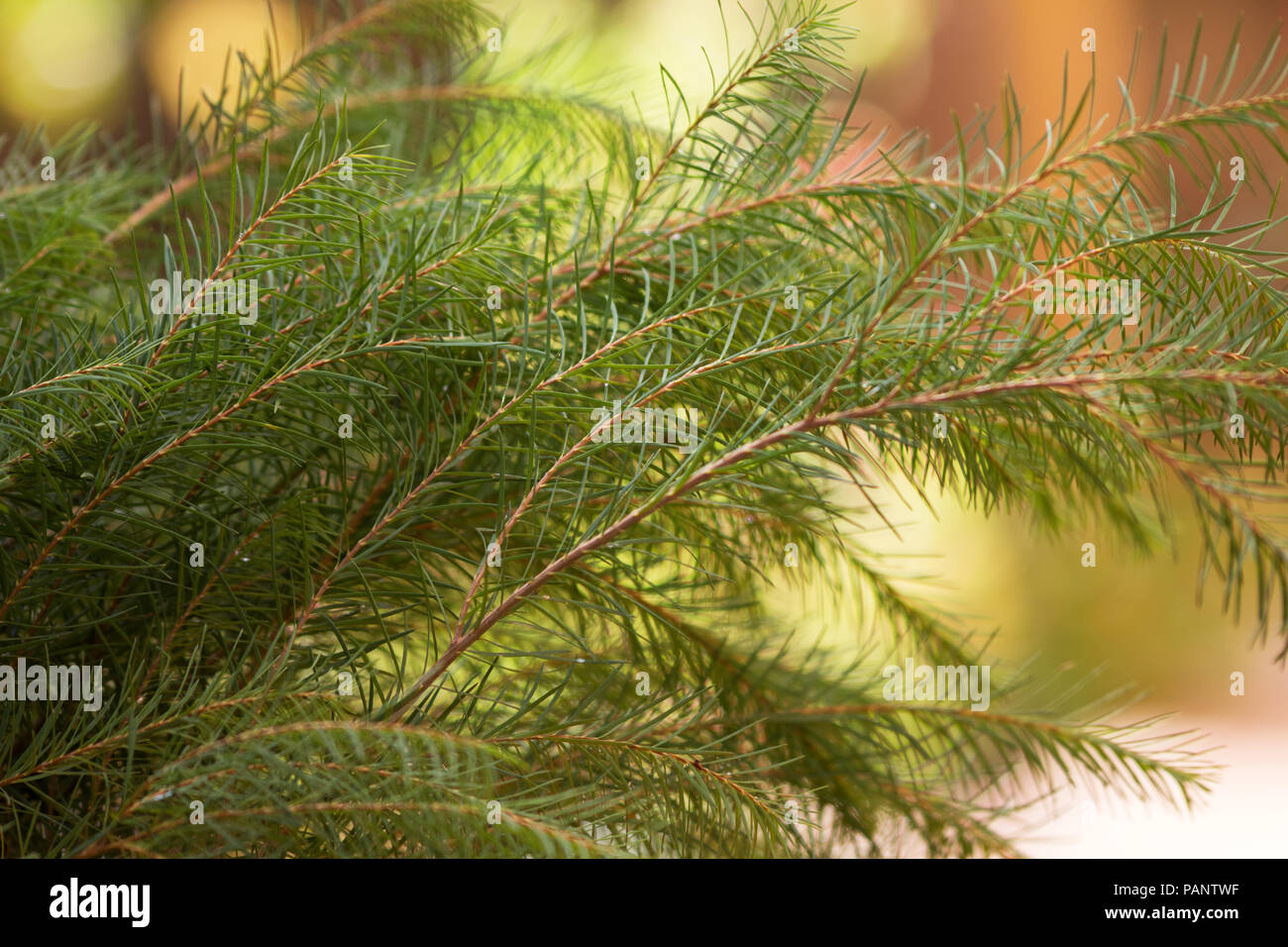 Melaleuca Tree Stock Photos & Melaleuca Tree Stock Images - Alamy