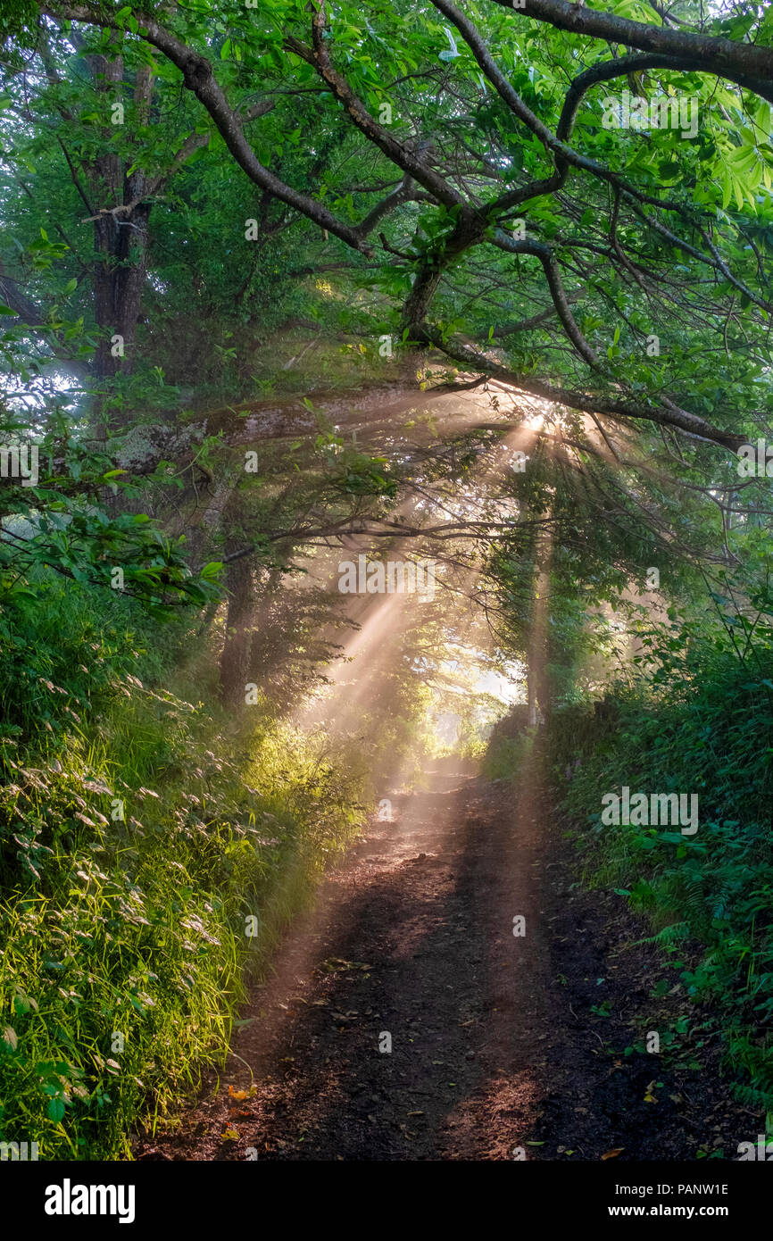 Forest trail on the Camino Primitivo de Santiago, Tineo, Asturias ...