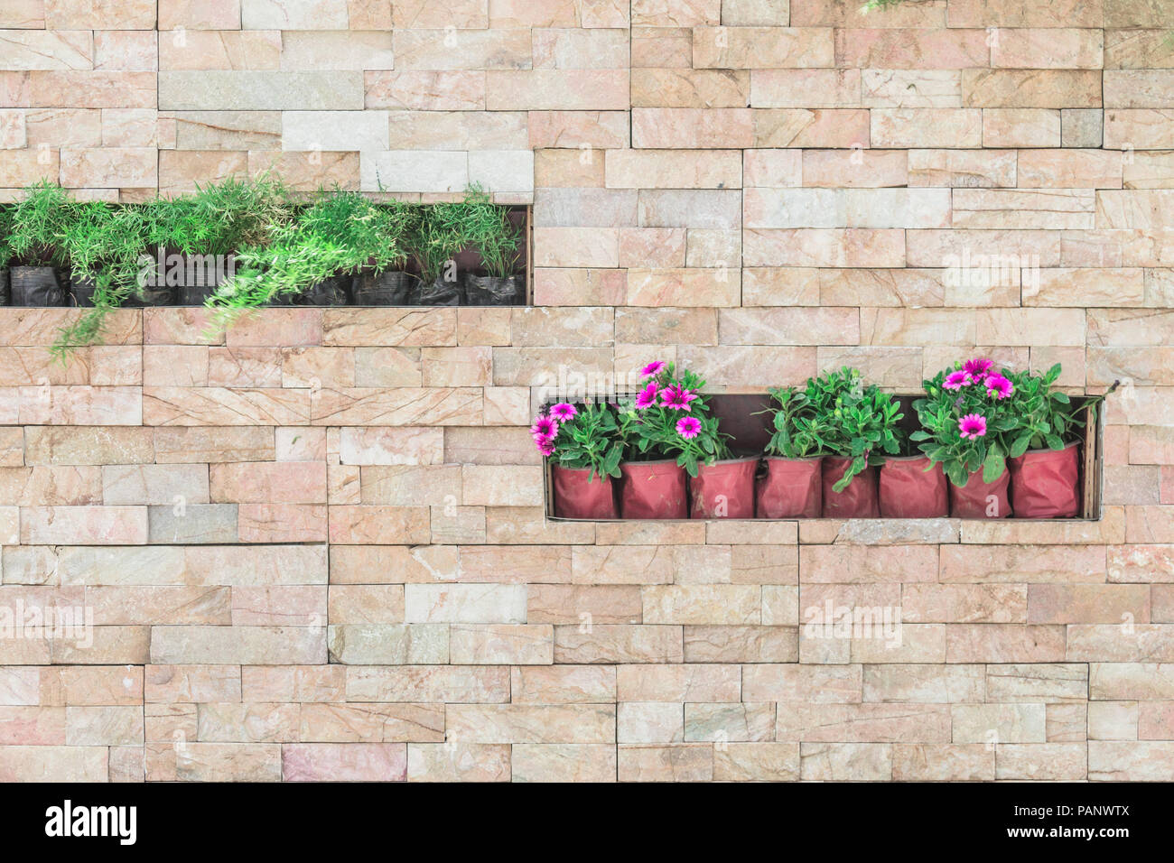 Potted plant on stone wall Stock Photo - Alamy