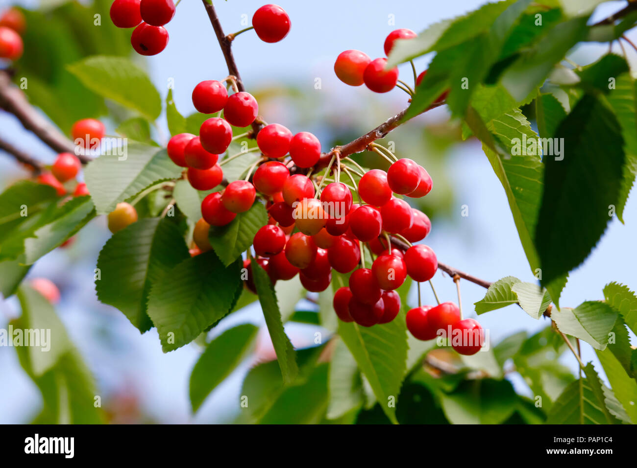 Cherries tree hi-res stock photography and images - Alamy