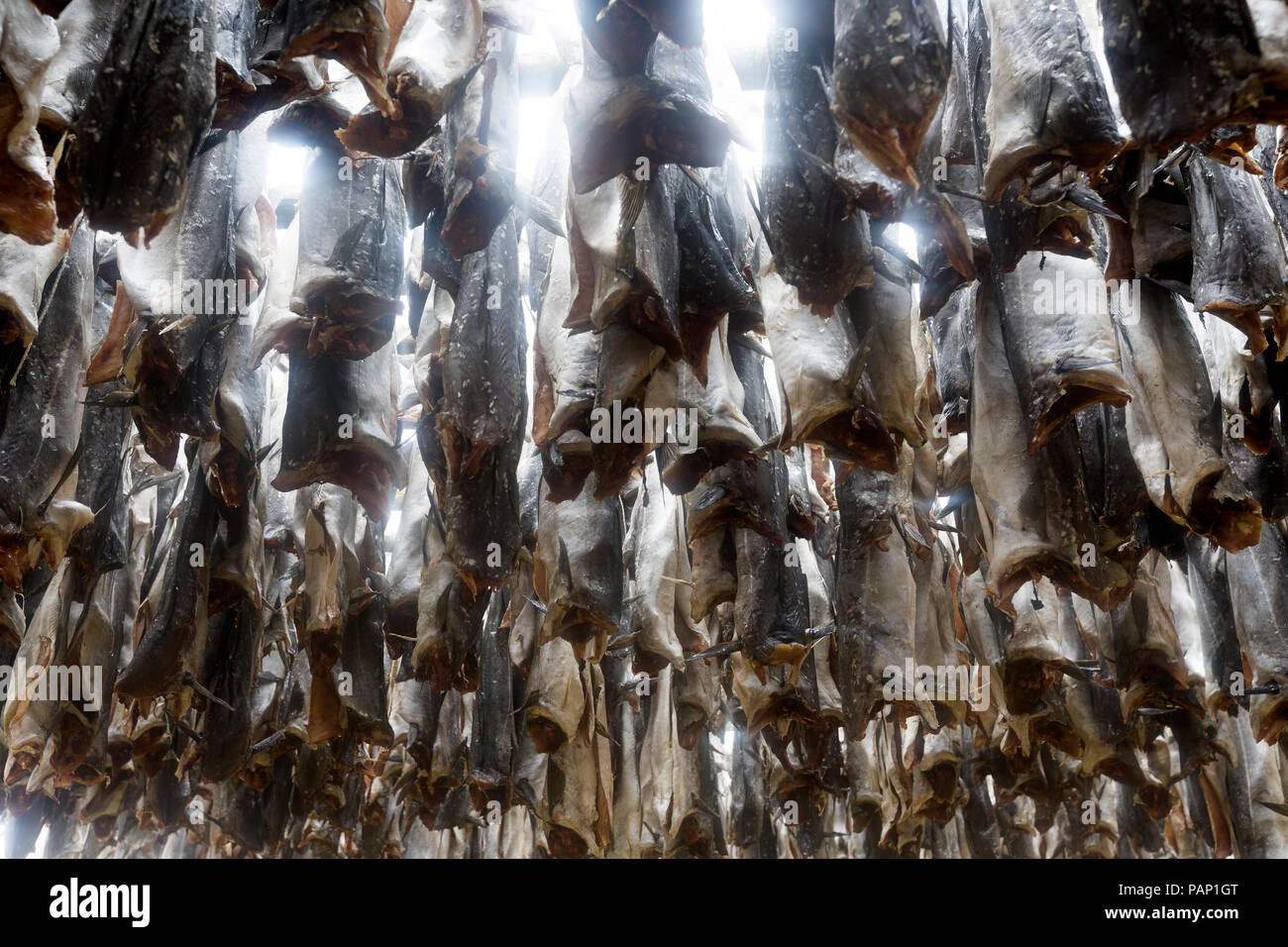 Norway, Lofoten, Hamnoy, dead fishes hanging up Stock Photo - Alamy