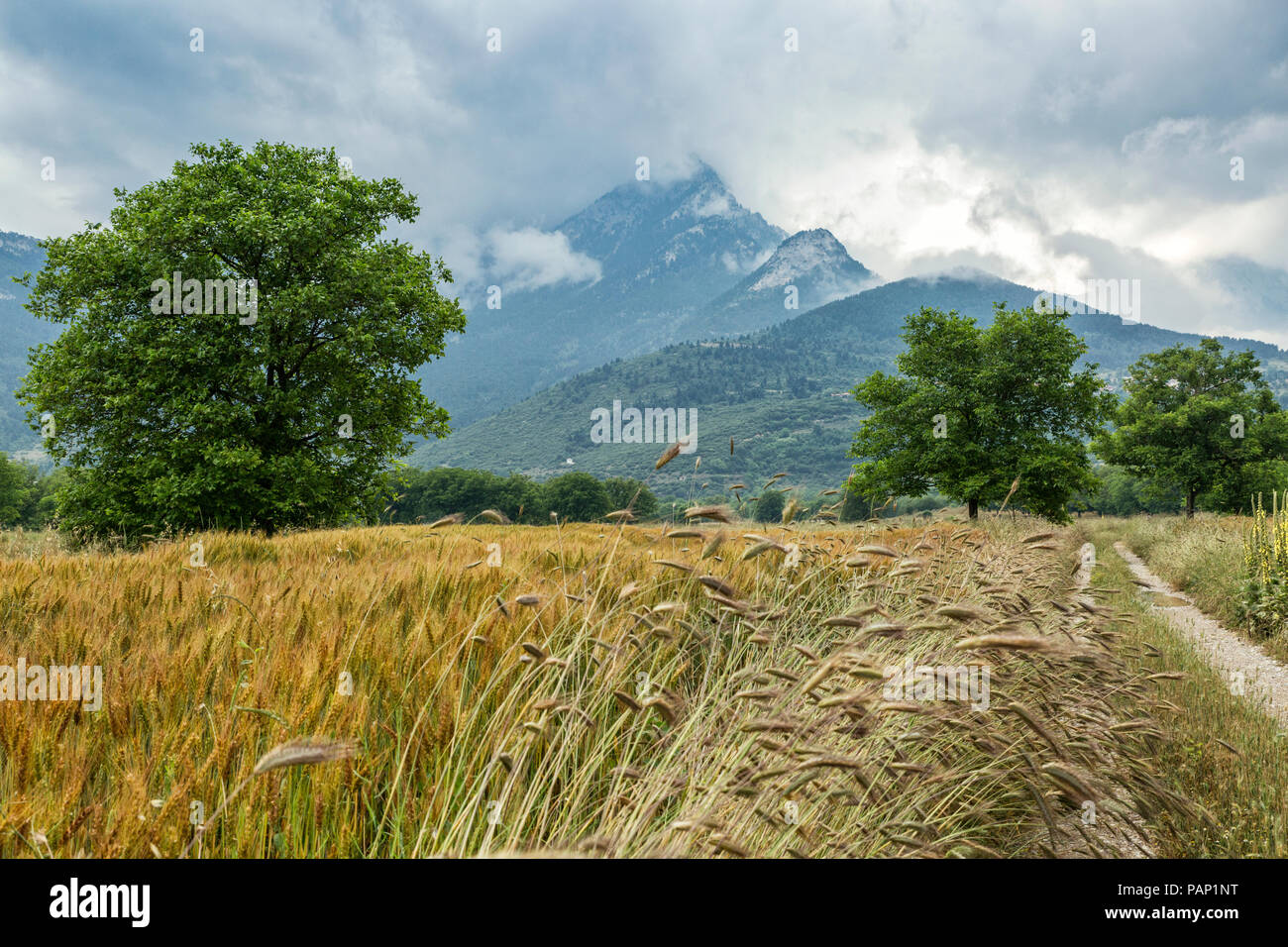 Greece, Peloponnese, Corinthia, Feneos plain, Kyllini Mountains, rye ...