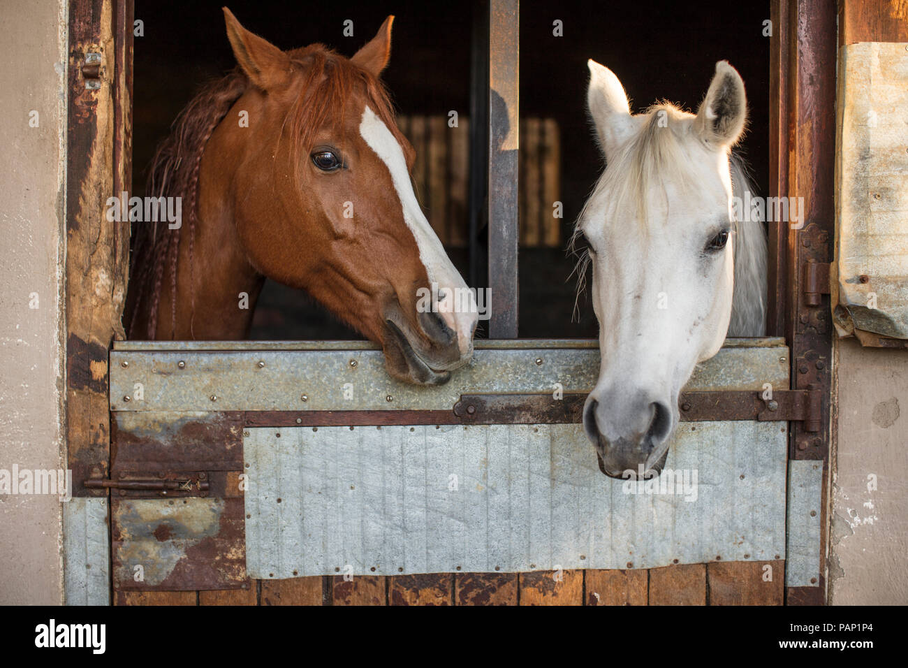 Two horses on a farm in stable Stock Photo - Alamy