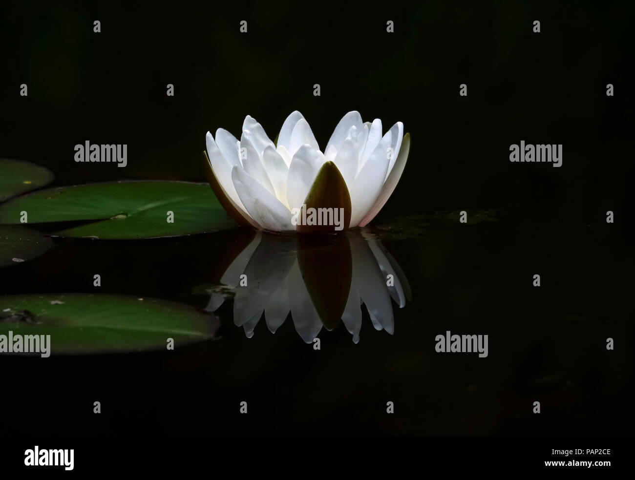 White Water lily Stock Photo - Alamy