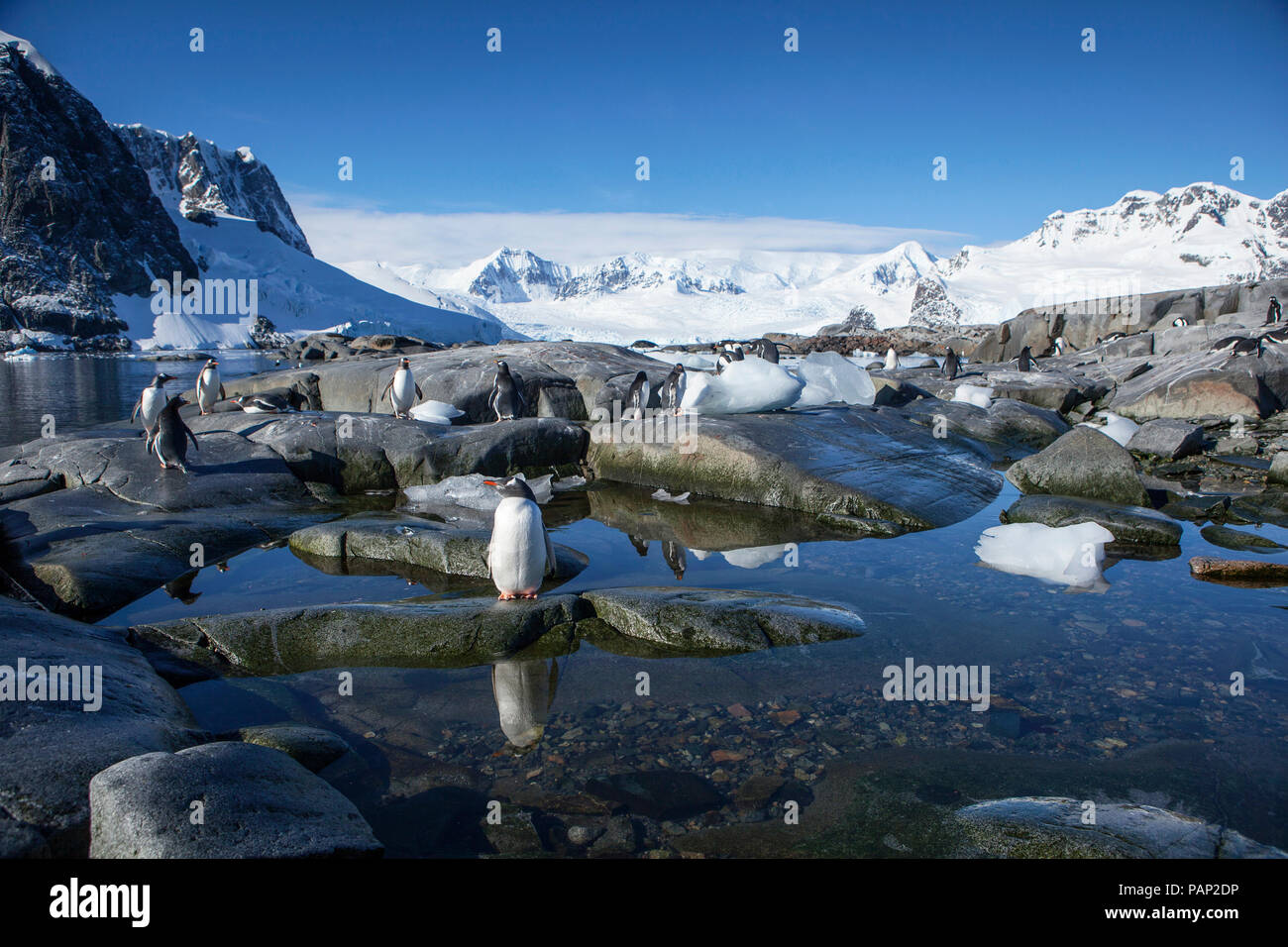 Antarctic birds hi-res stock photography and images - Alamy