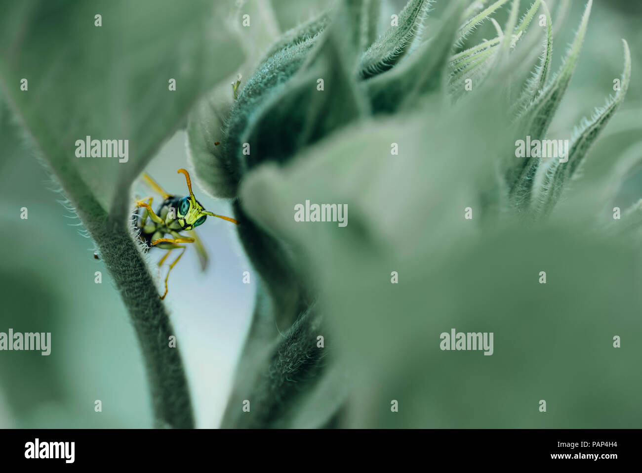 Wasp on the leaf hi-res stock photography and images - Alamy