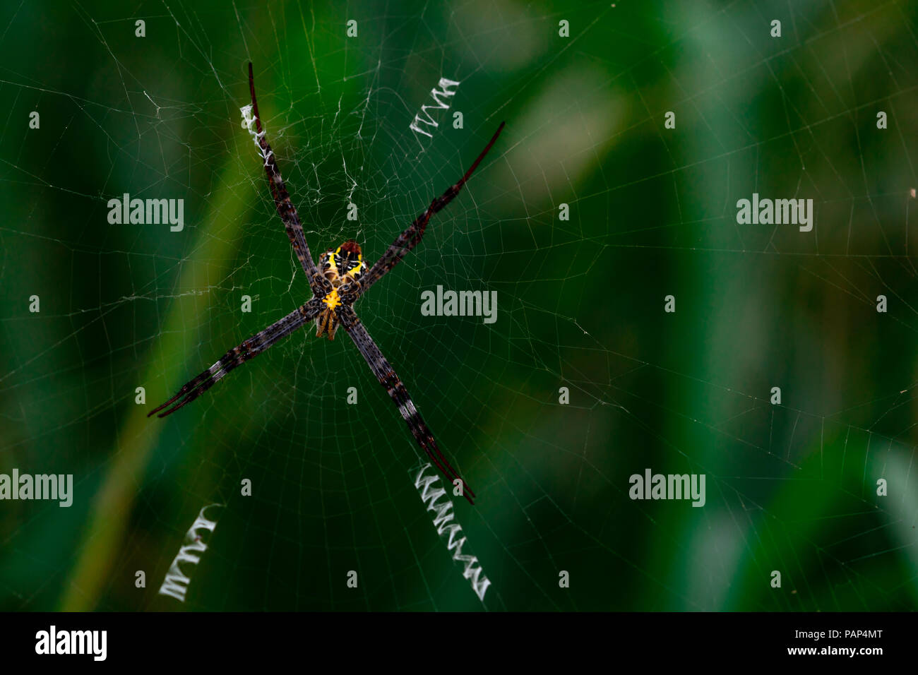 Hanging with spider web hi-res stock photography and images - Alamy