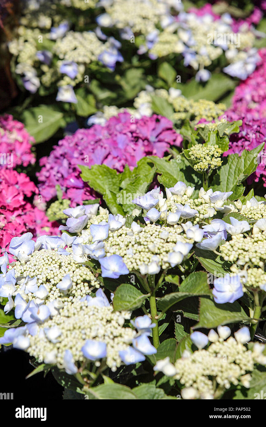 Portrait image of Hydrangea shrub in full summertime bloom and bathed ...