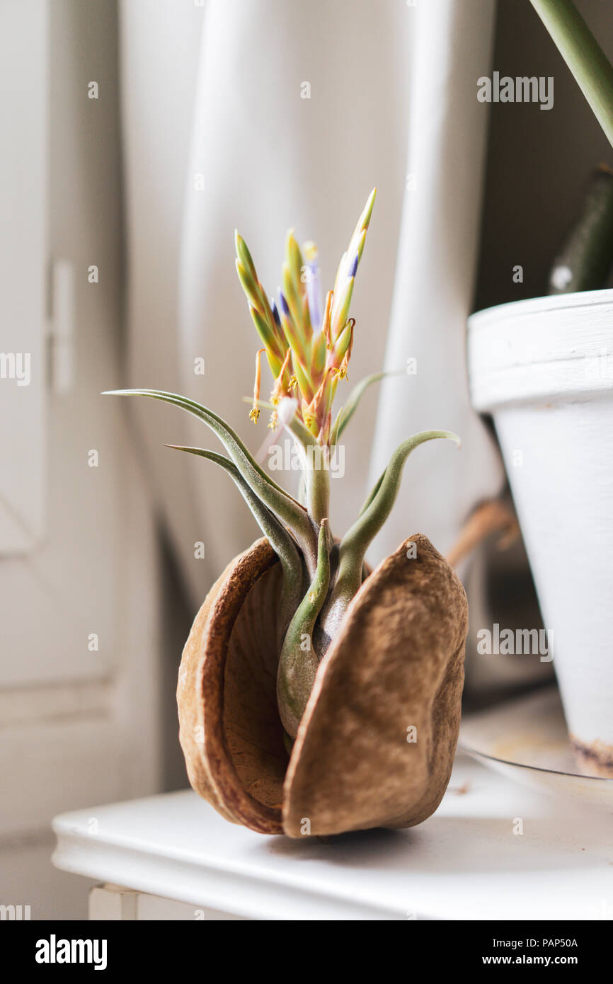 Air plant in nutshell hi-res stock photography and images - Alamy