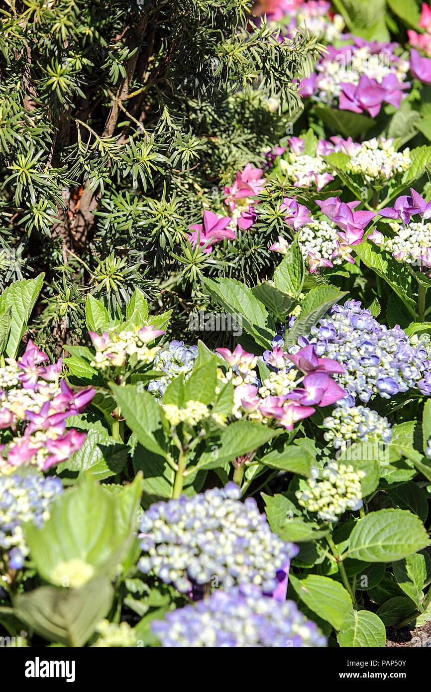 Portrait image of Hydrangea shrub in full summertime bloom and bathed ...